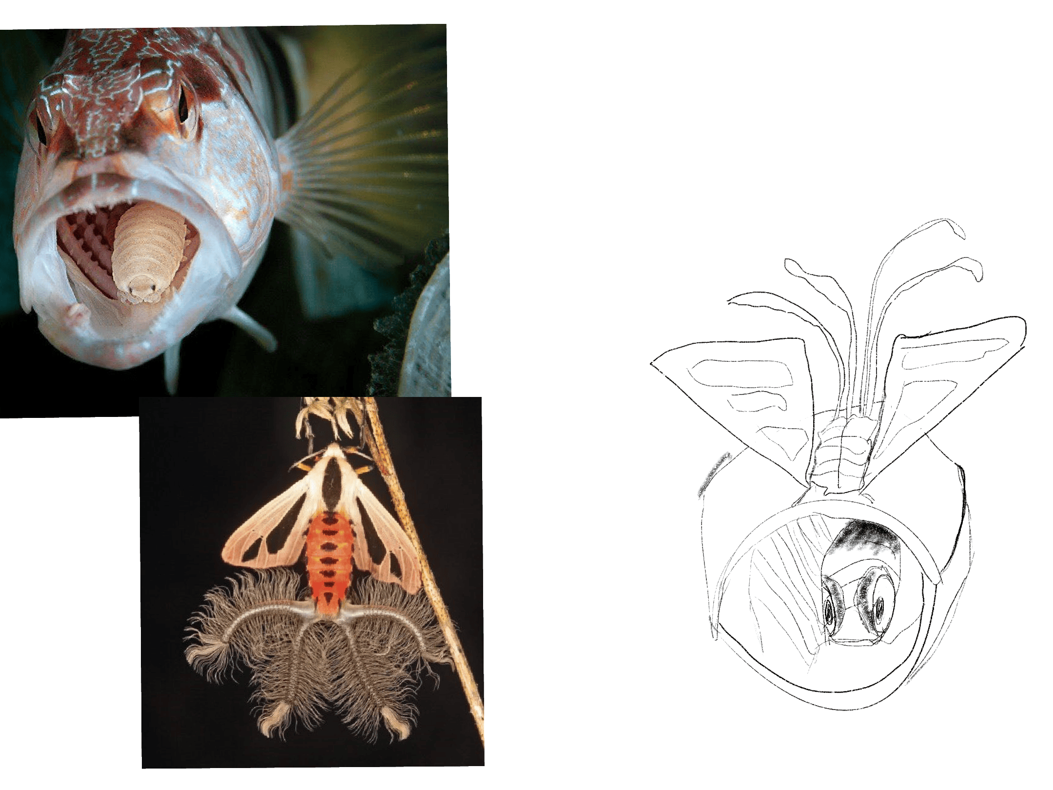 Day 147: Mix 06 - Moth Larvae Fish - Alfred Reinold Baudisch